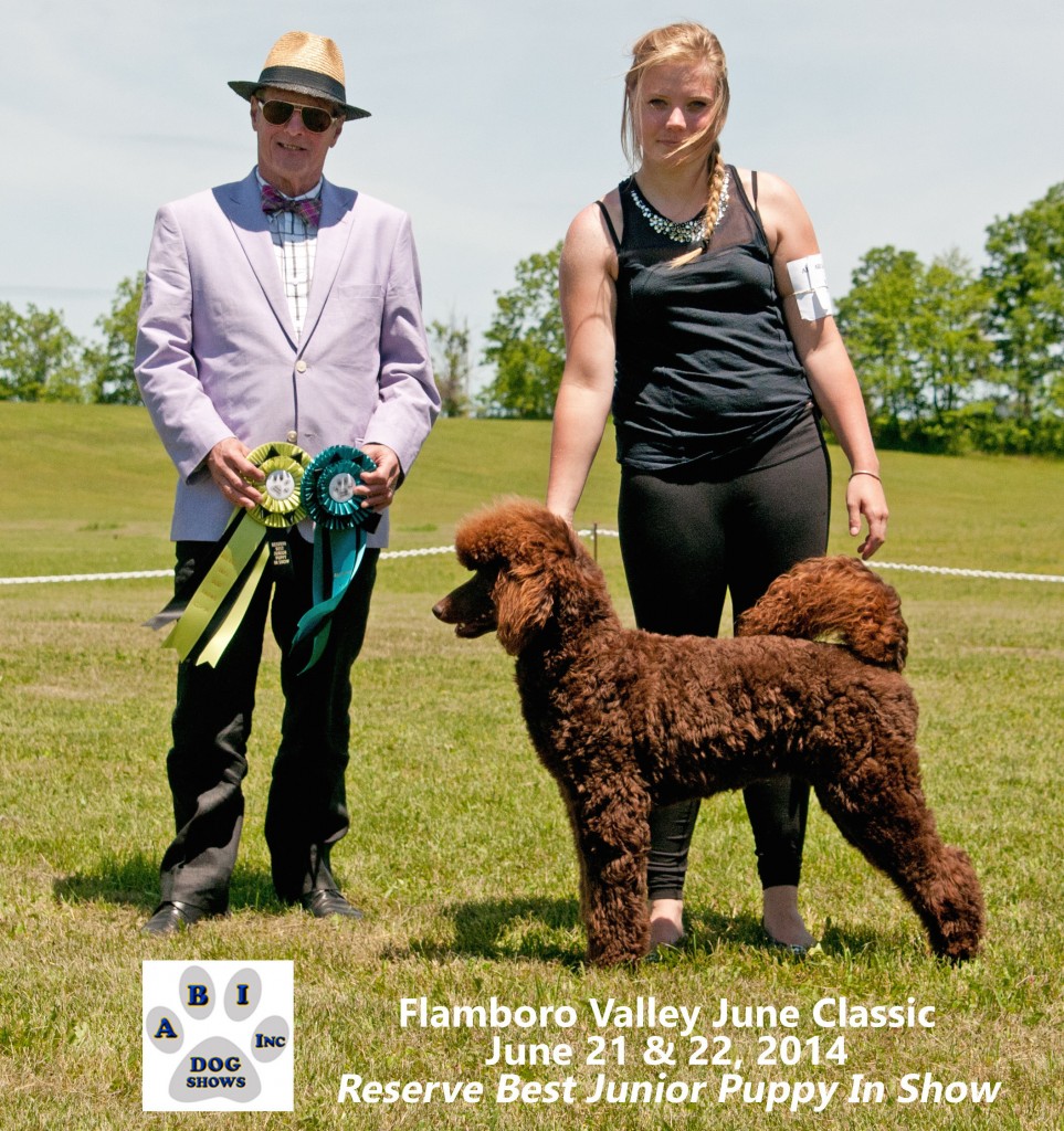 Conformation Archives - Cantope Standard Poodles