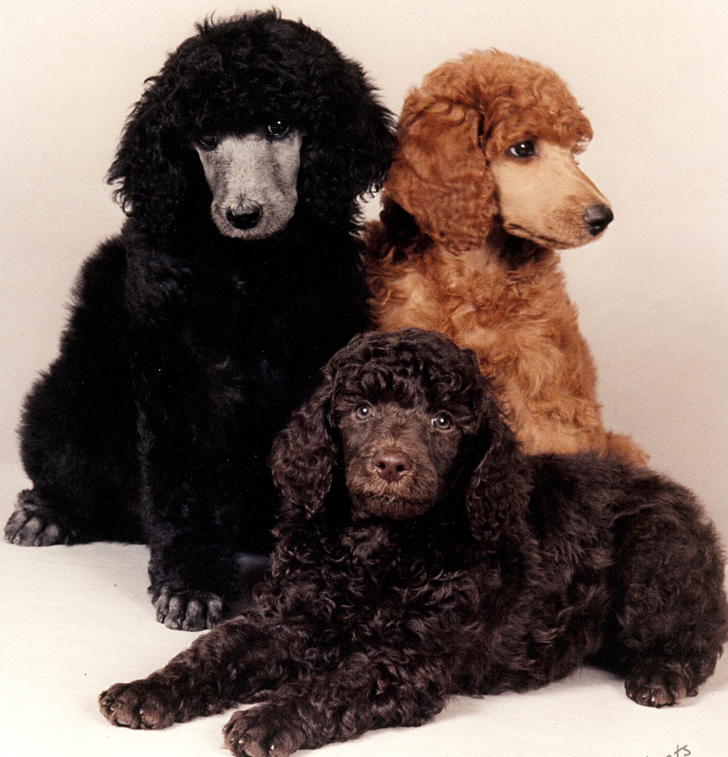 Standard Poodle Puppies